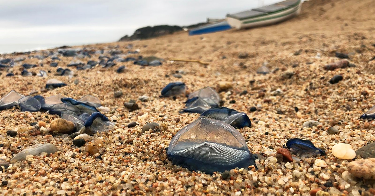 Calella es lleva amb centenars de meduses mortes a la platja - Calella ... Calella es lleva amb centenars de meduses mortes a la platja - Calella ...